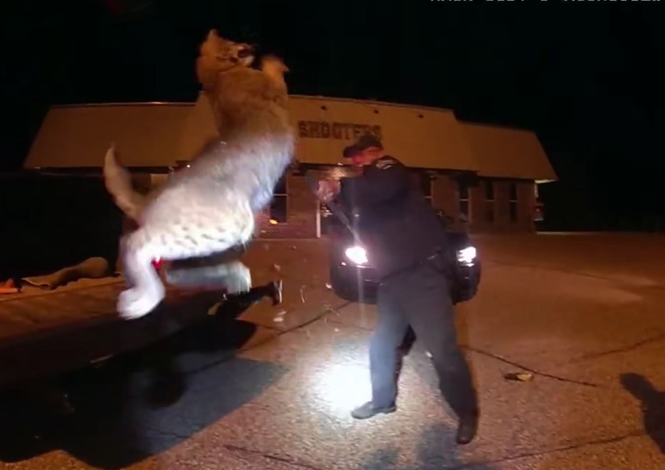 VIDEO: Bobcat Successfully Removed From Toyota Grill In Wisconsin
